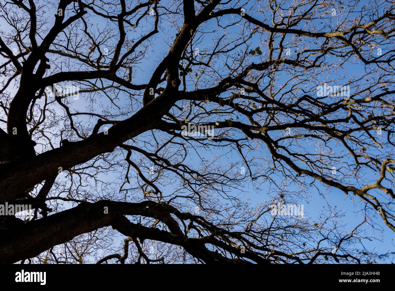 Oak tree. Quercus is a genus of plants belonging to the Fagaceae family ...