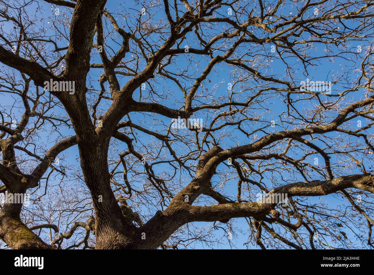 Oak tree. Quercus is a genus of plants belonging to the Fagaceae family ...