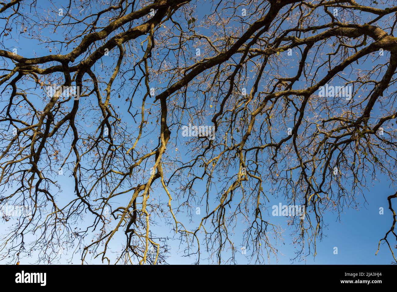 Oak tree. Quercus is a genus of plants belonging to the Fagaceae family ...