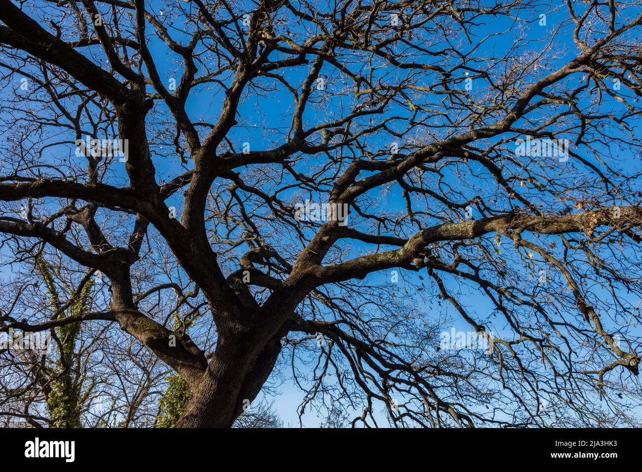 Oak tree. Quercus is a genus of plants belonging to the Fagaceae family ...