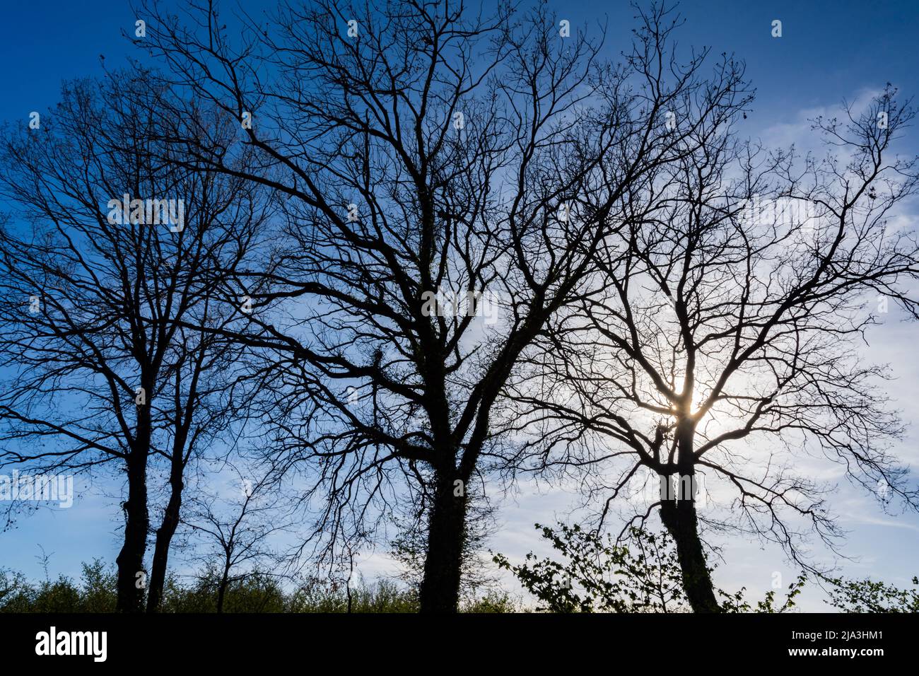 Oak tree. Quercus is a genus of plants belonging to the Fagaceae family ...