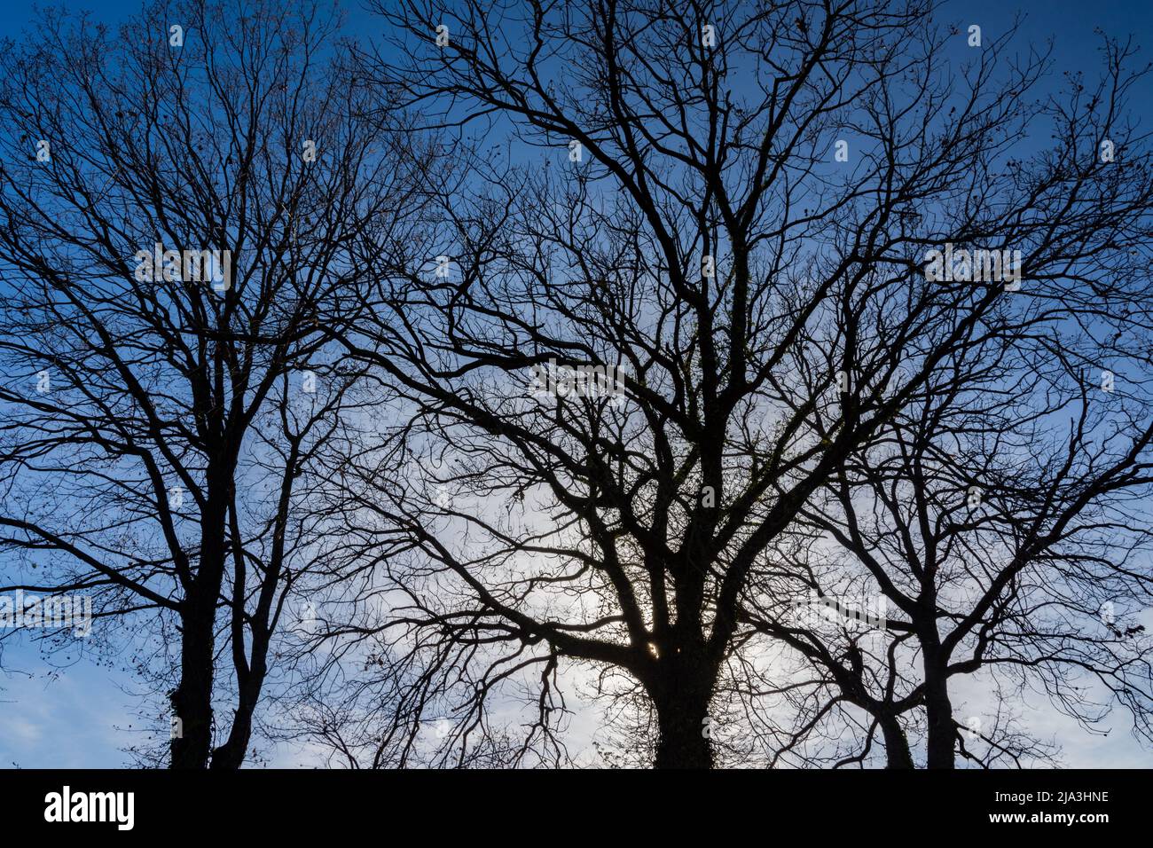 Oak tree. Quercus is a genus of plants belonging to the Fagaceae family ...