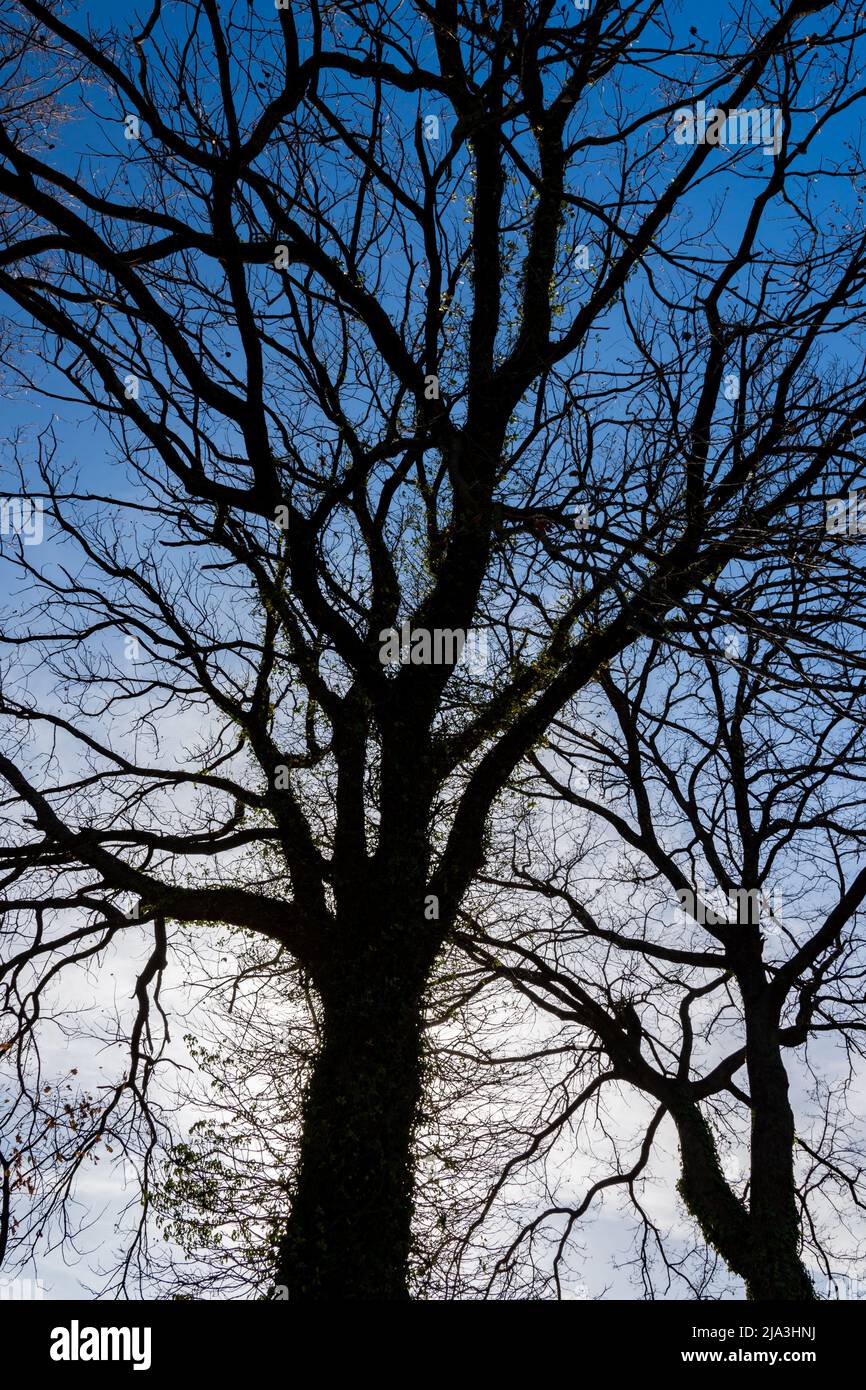 Oak tree. Quercus is a genus of plants belonging to the Fagaceae family ...