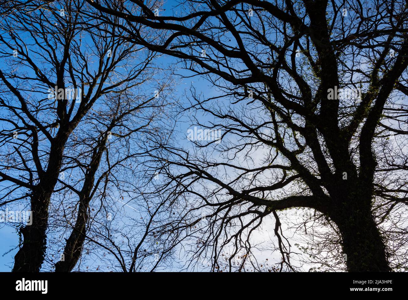 Oak tree. Quercus is a genus of plants belonging to the Fagaceae family ...