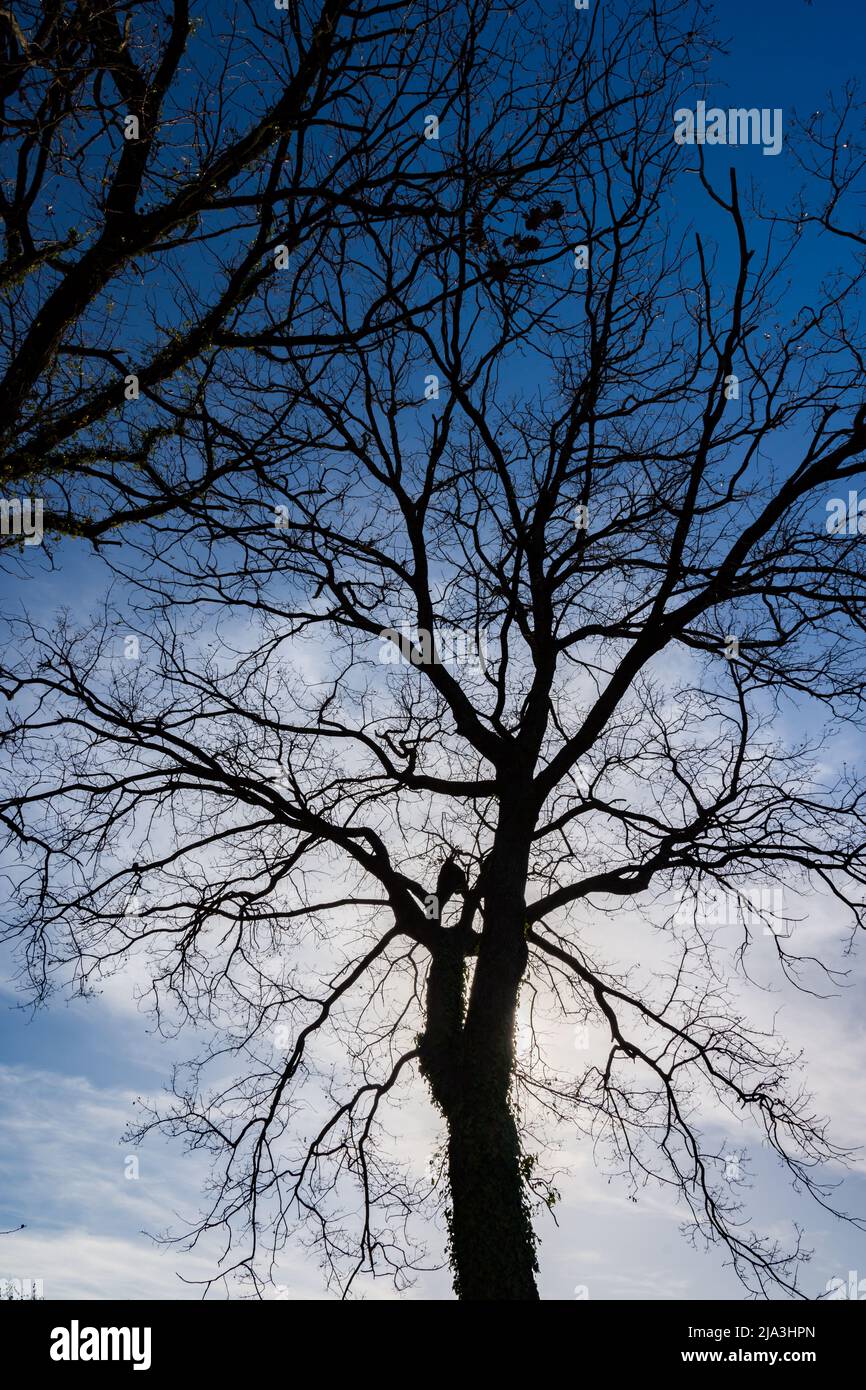 Oak tree. Quercus is a genus of plants belonging to the Fagaceae family ...