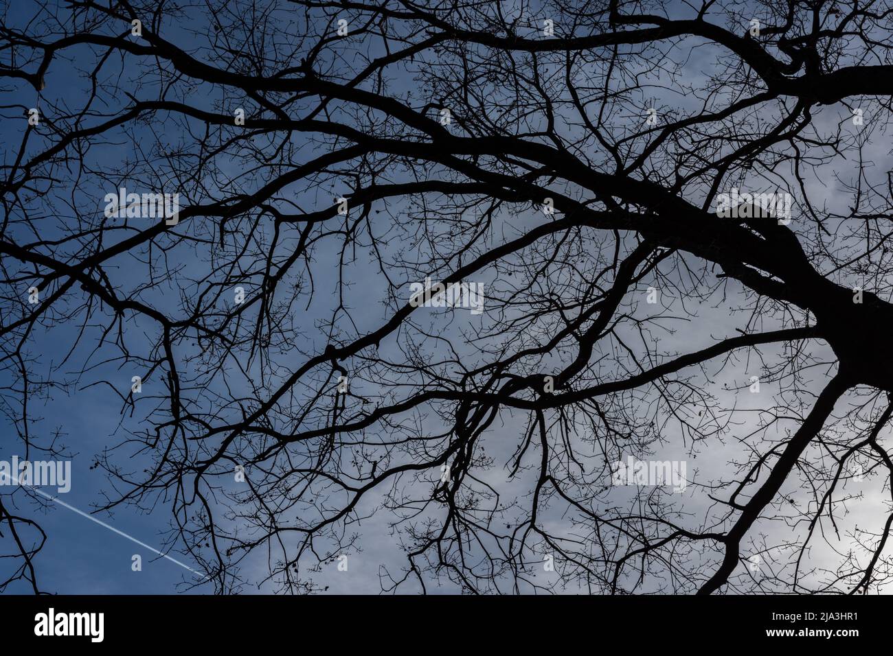 Oak tree. Quercus is a genus of plants belonging to the Fagaceae family ...