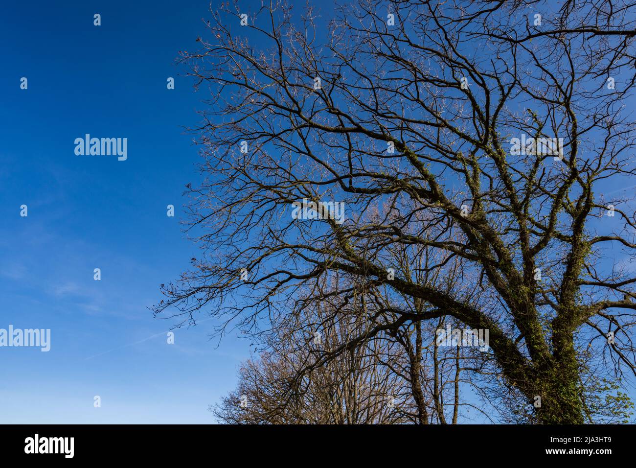 Oak tree. Quercus is a genus of plants belonging to the Fagaceae family ...