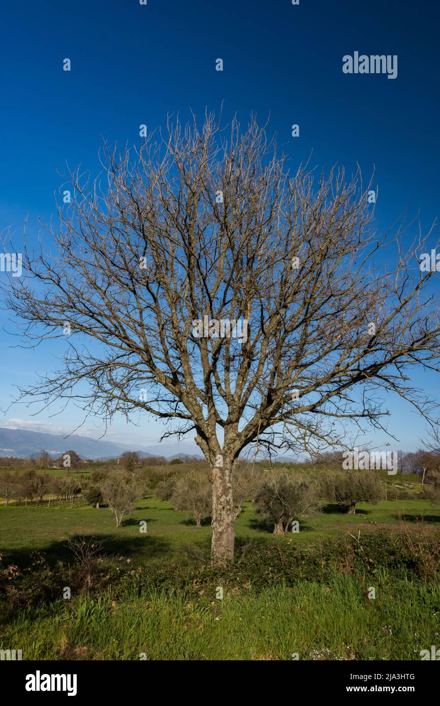 Oak tree. Quercus is a genus of plants belonging to the Fagaceae family ...