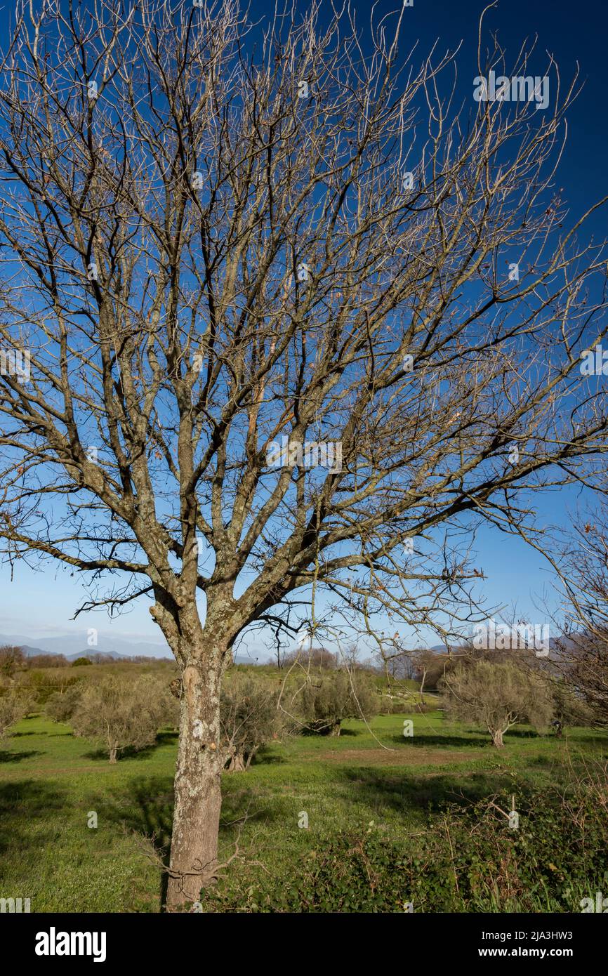 Oak tree. Quercus is a genus of plants belonging to the Fagaceae family ...