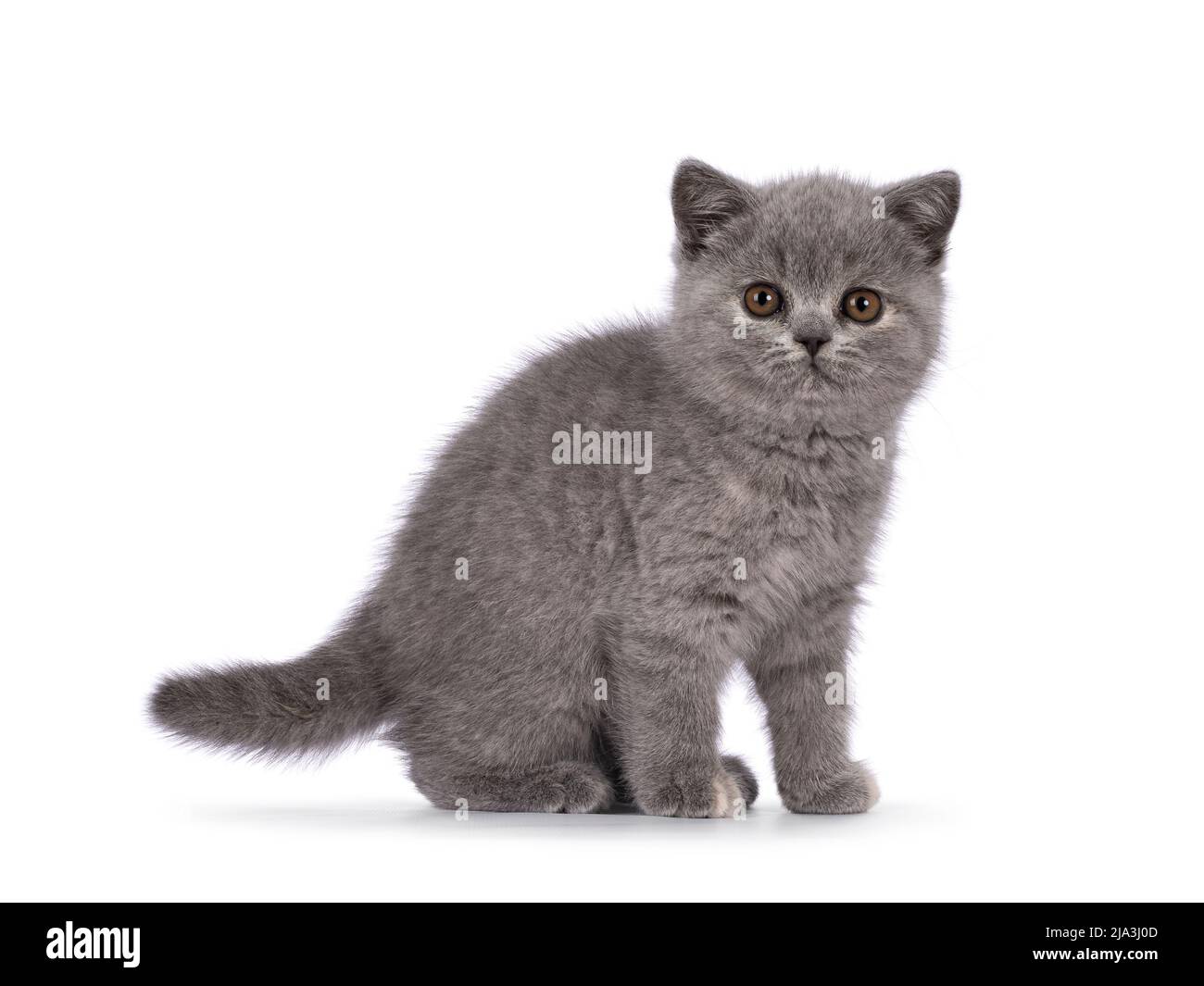 Cute little blue tortie British Shorthair cat kitten with adorable ...