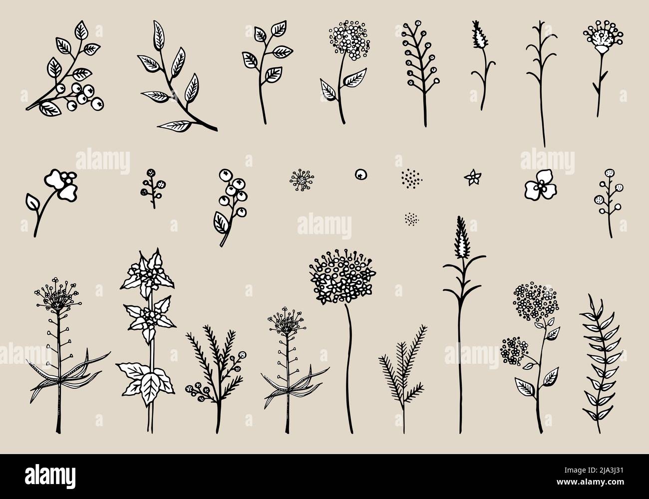 vector set branches, flowers, and berries, drawn by hand. Black floral ...