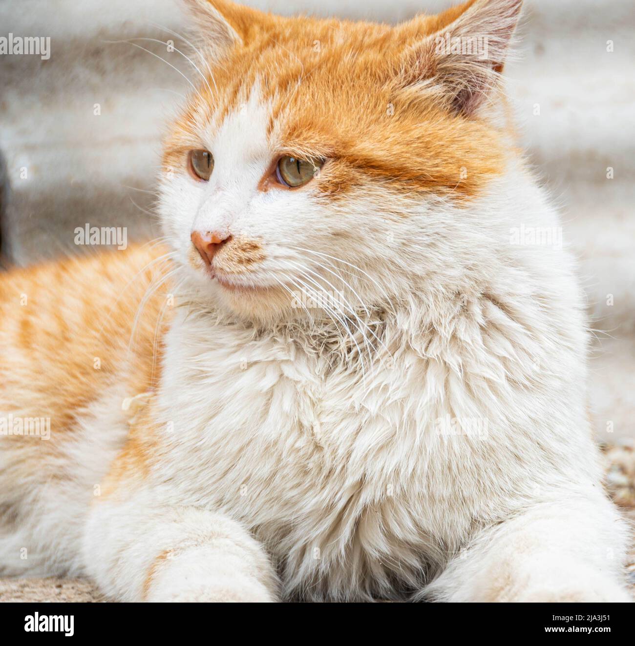 Country cat hi-res stock photography and images - Alamy