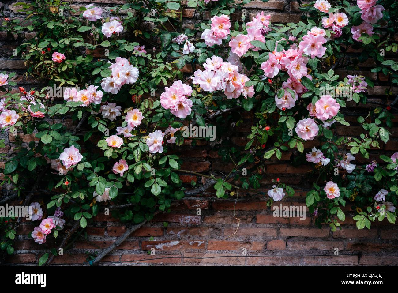 Rose on vine hi-res stock photography and images - Alamy