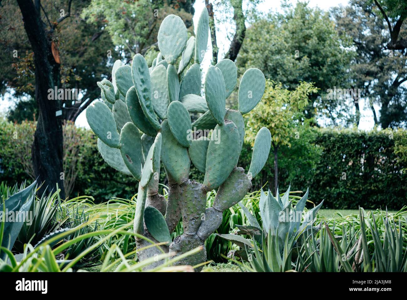 Big cactus hi-res stock photography and images - Alamy