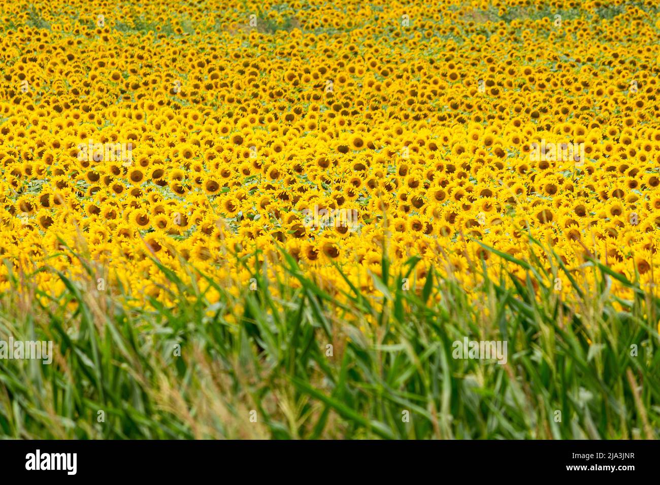Sunflower fields. Natural background. Agriculture concept Stock Photo ...