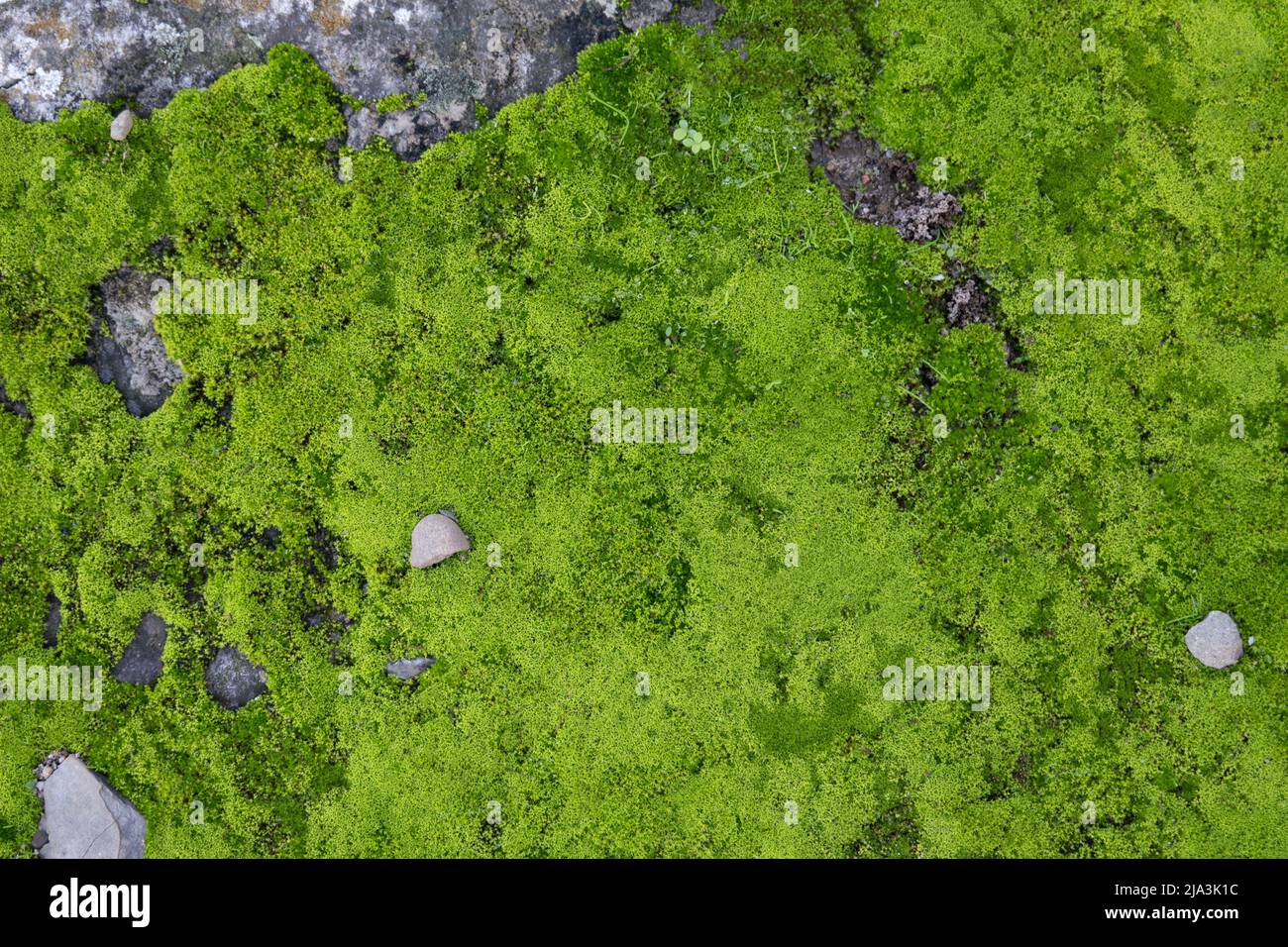 Moss from the order Bryophyta, growing on the ground of the forest ...
