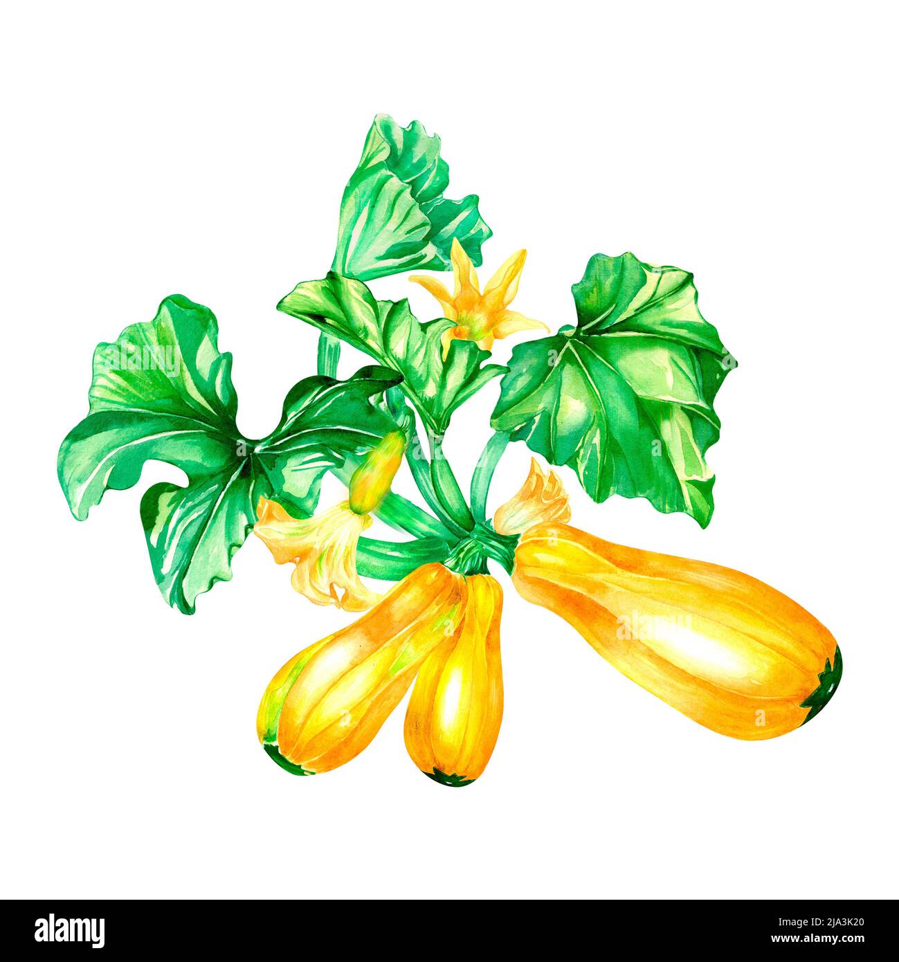 Courgette plant drawing hi-res stock photography and images - Alamy