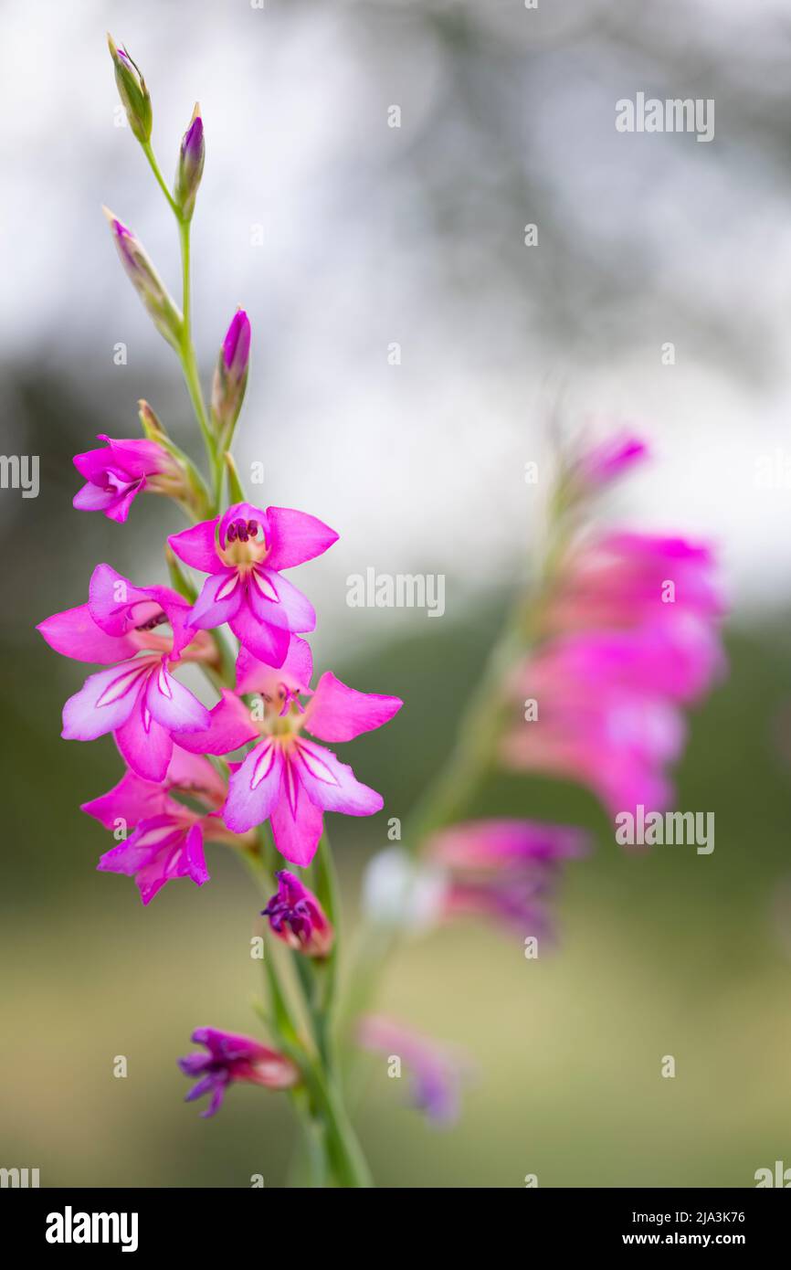 COMMON SWORD-LILY (GLADIOLUS ITALICUS) in bloom at sunrise Stock Photo ...