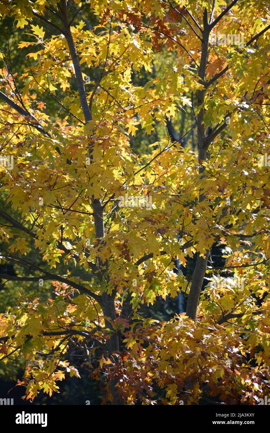 Rural scenes in the fall from Northern Ontario Stock Photo - Alamy