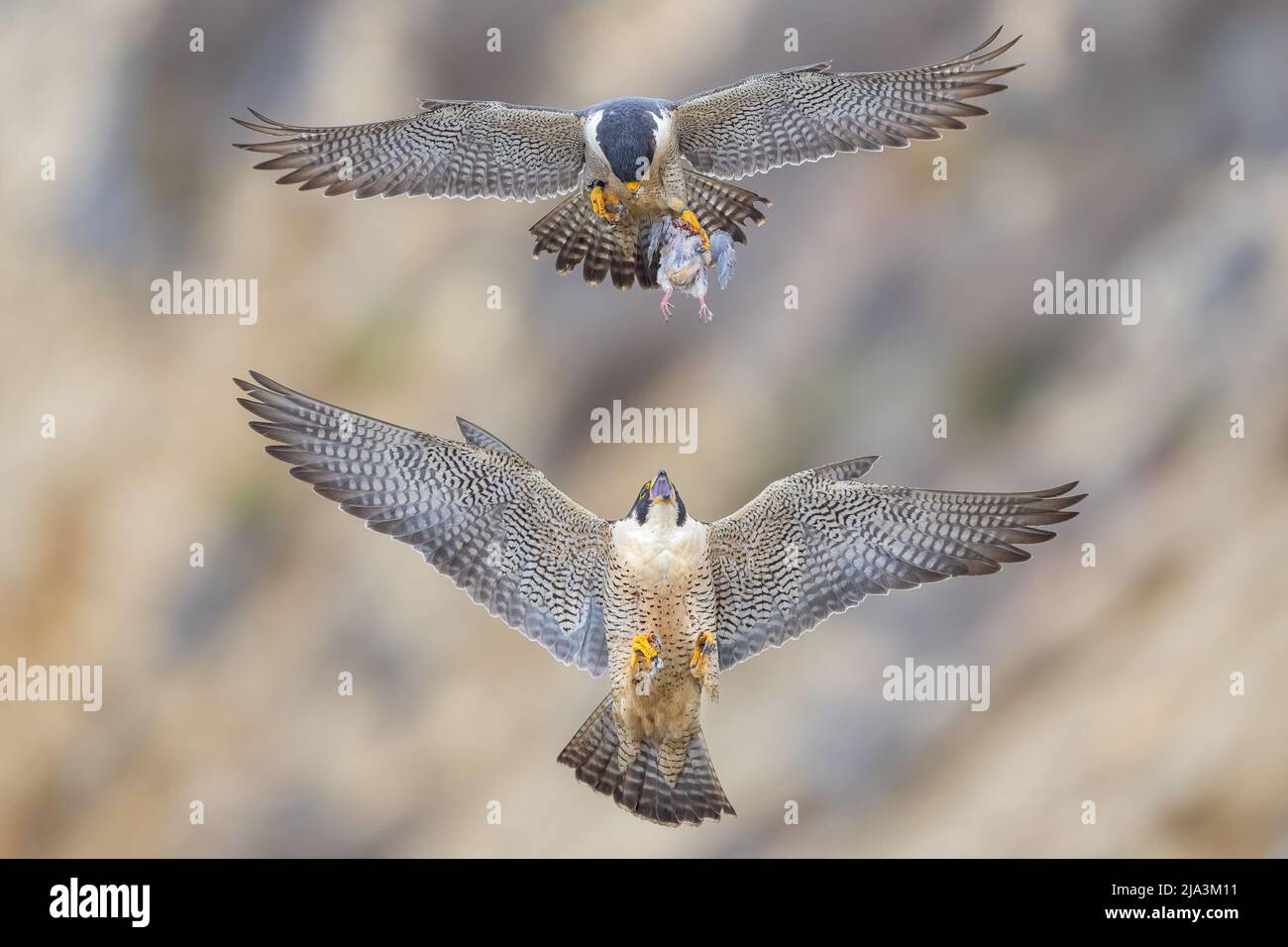 The male peregrine falcon approaches the female clutching its prey - a ...