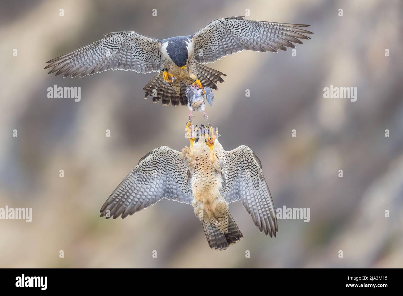 The female peregrine falcon reaches out her sharp yellow talons to ...