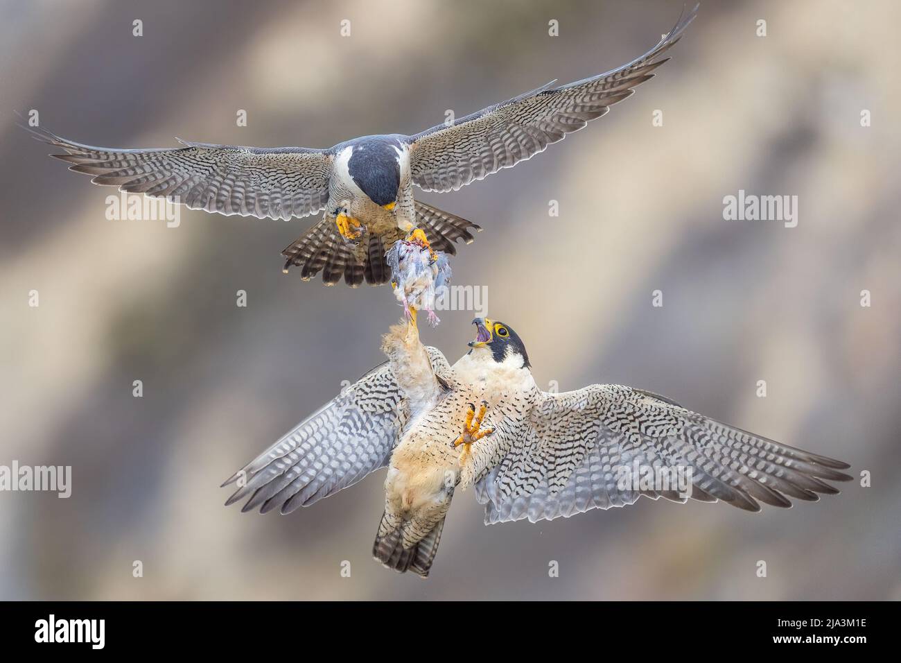 The female peregrine falcon reaches out her sharp yellow talons to ...