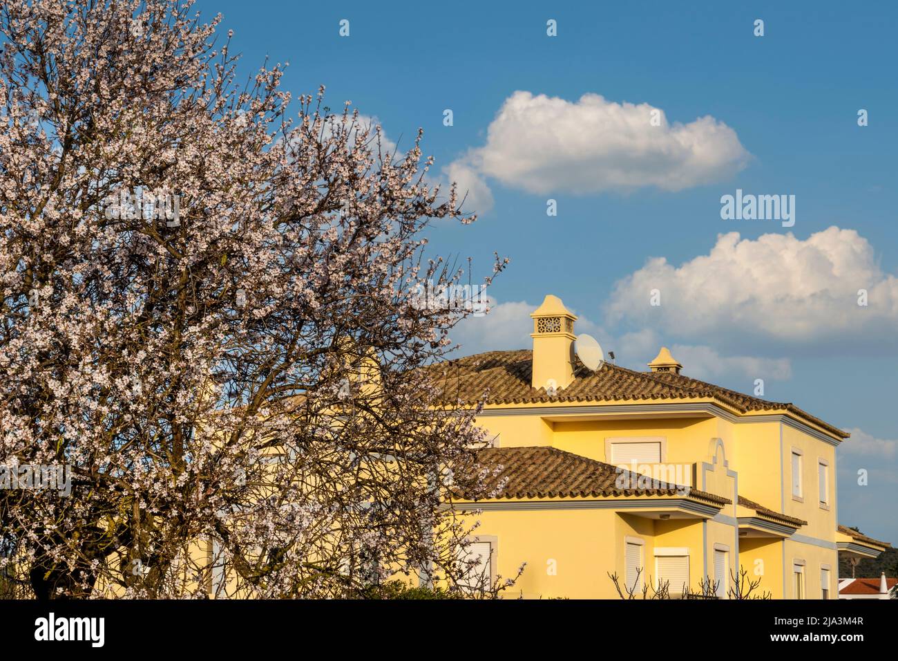 Expensive residential villa next to blooming almond tree Stock Photo ...