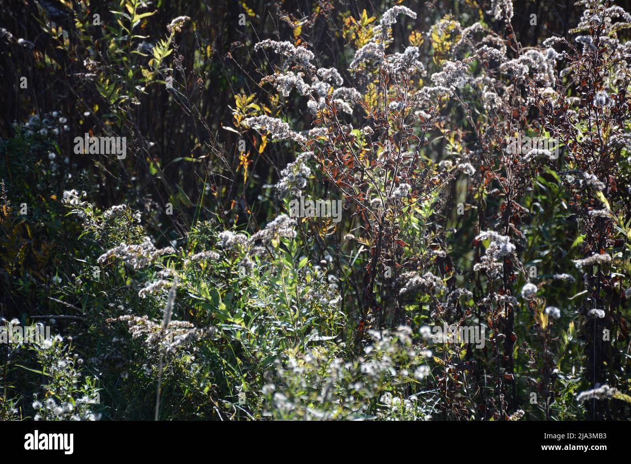 Rural scenes in the fall from Northern Ontario Stock Photo - Alamy