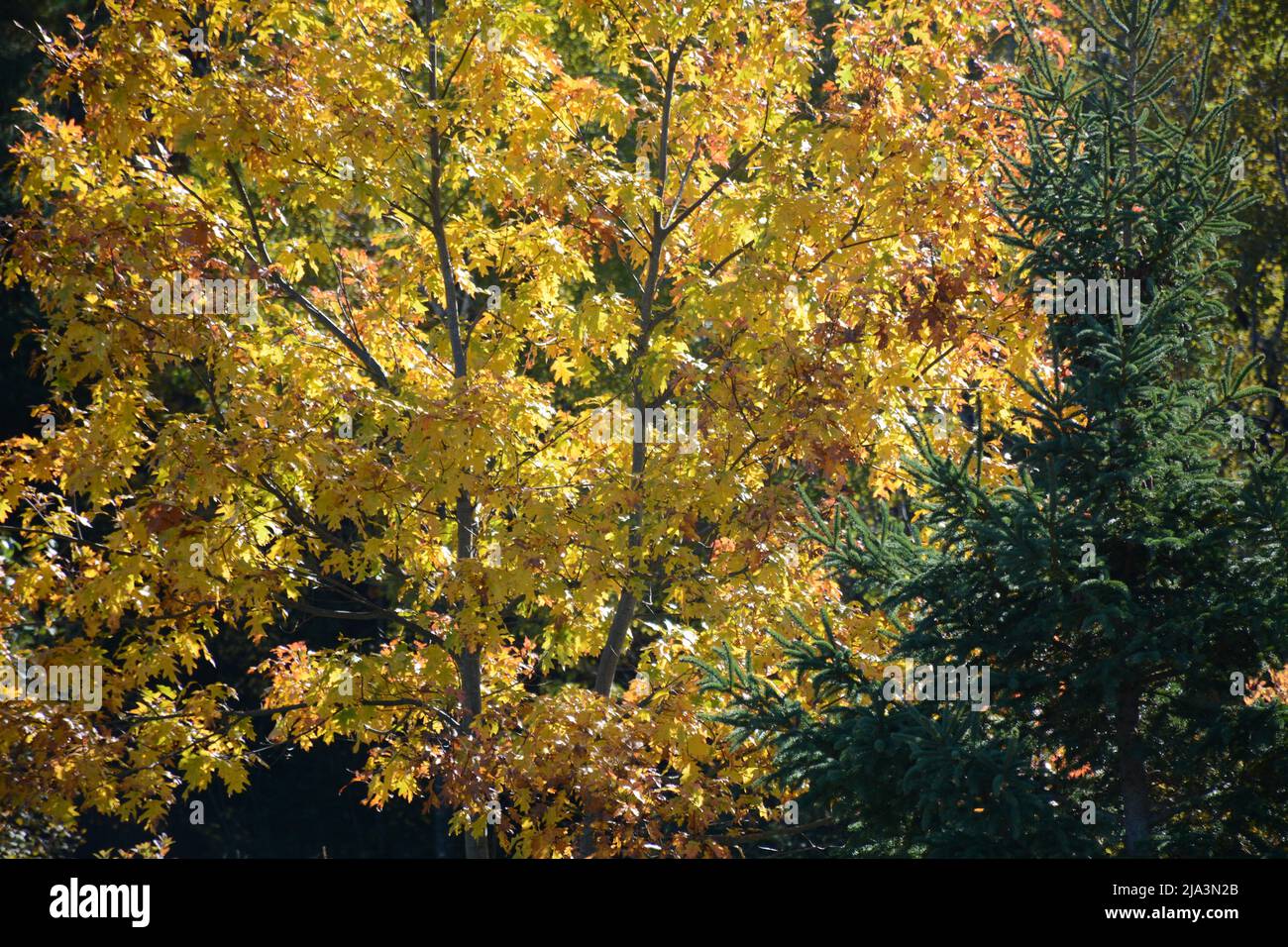Rural scenes in the fall from Northern Ontario Stock Photo - Alamy