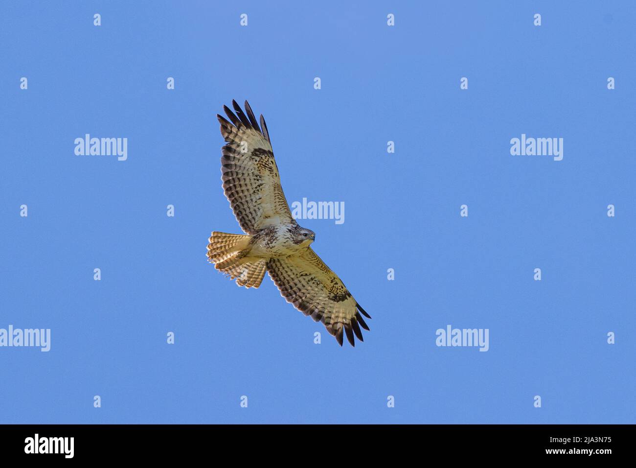 Pale buzzard hi-res stock photography and images - Alamy