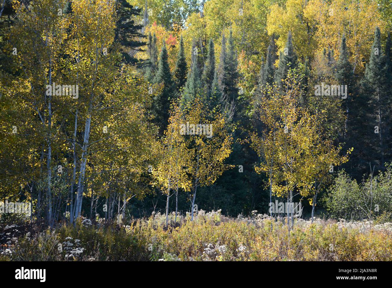 Rural scenes in the fall from Northern Ontario Stock Photo - Alamy