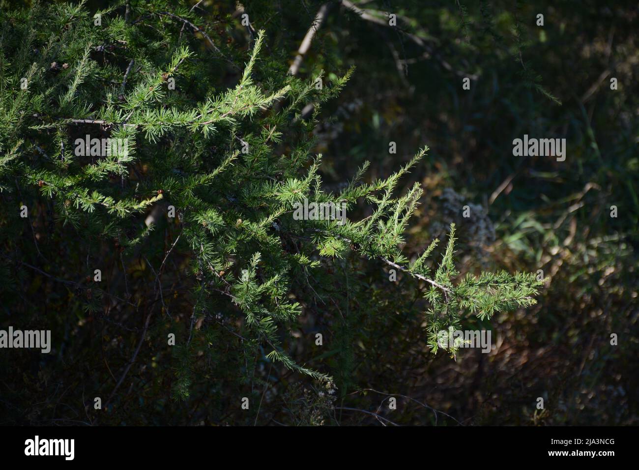 Rural scenes in the fall from Northern Ontario Stock Photo - Alamy