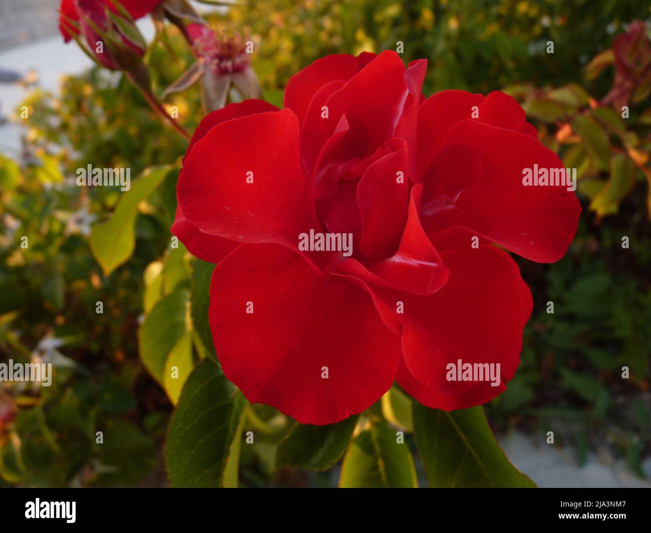Vibrant Red Rose in Full Bloom with Multi-Layered Petals and Natural ...
