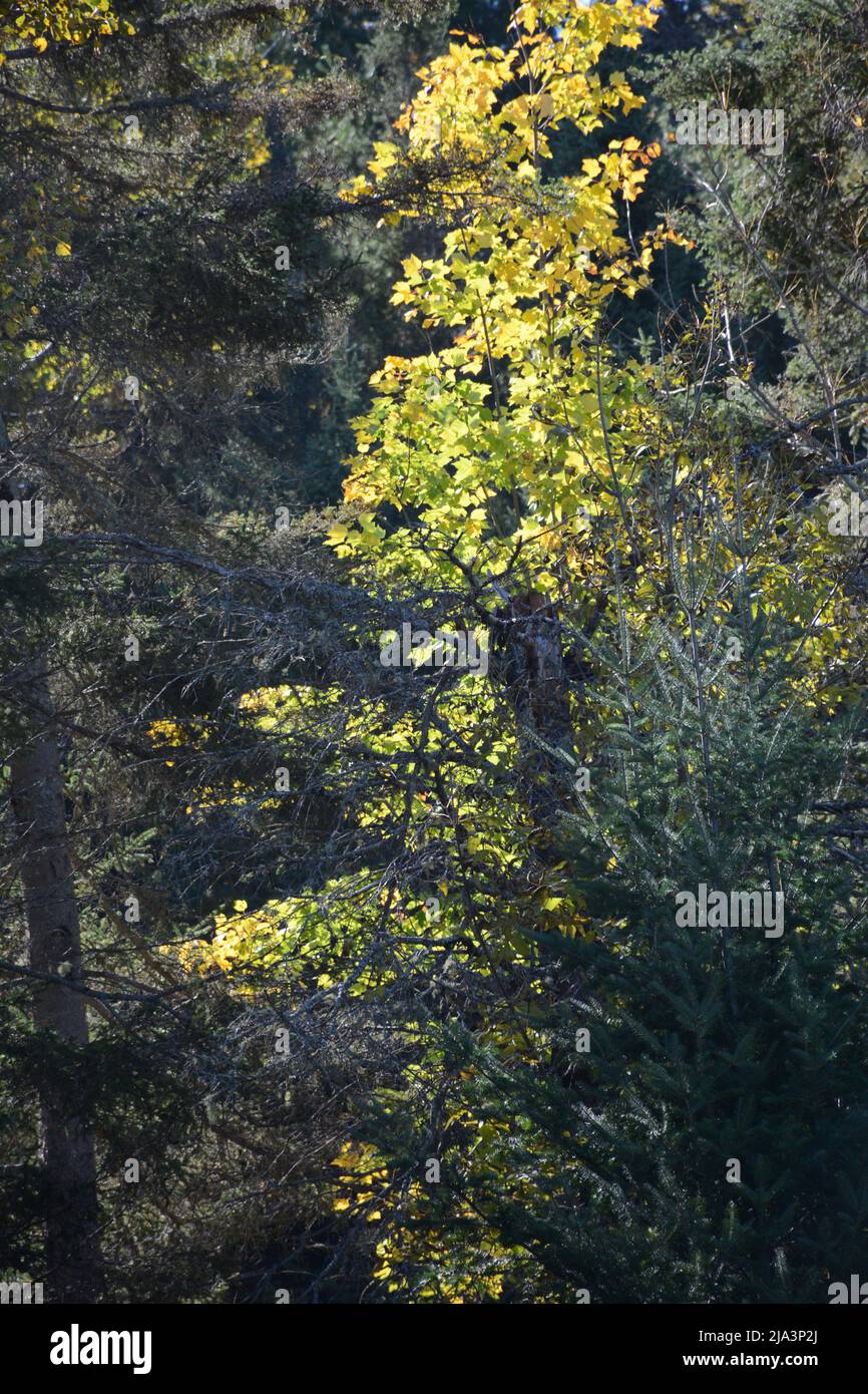 Rural scenes in the fall from Northern Ontario Stock Photo - Alamy