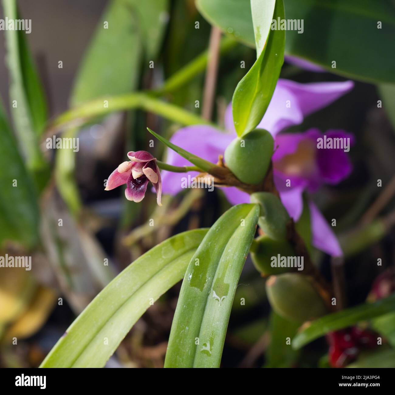 Mini orchid pink, purple yellow. Dwarf small size. Orchids flower bud ...