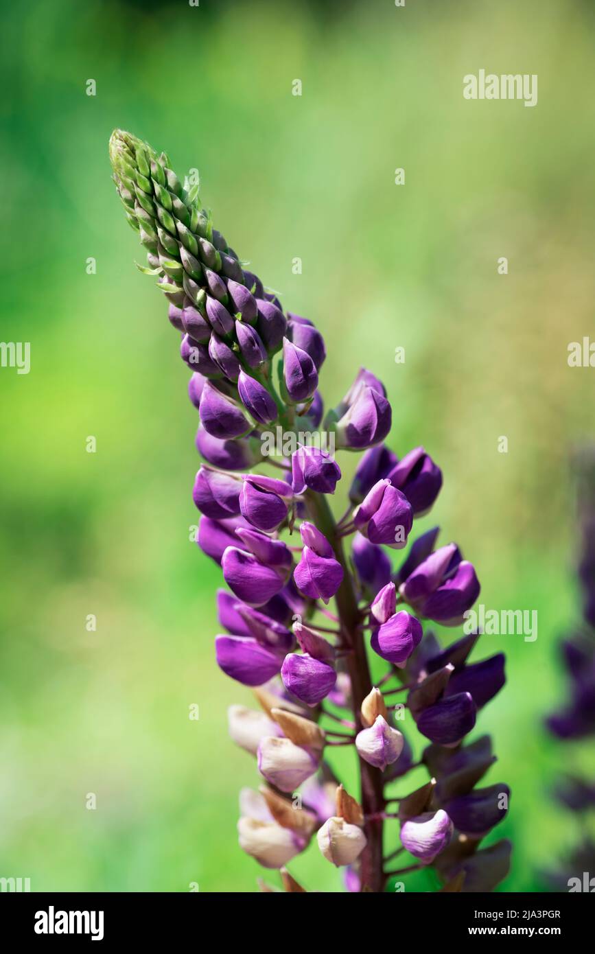 Delfinium flower hi-res stock photography and images - Alamy