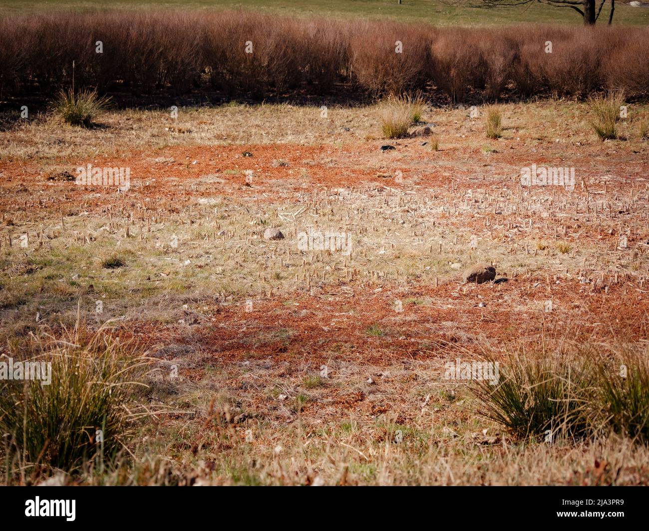 dry swamp. The swamp has dried up Stock Photo - Alamy