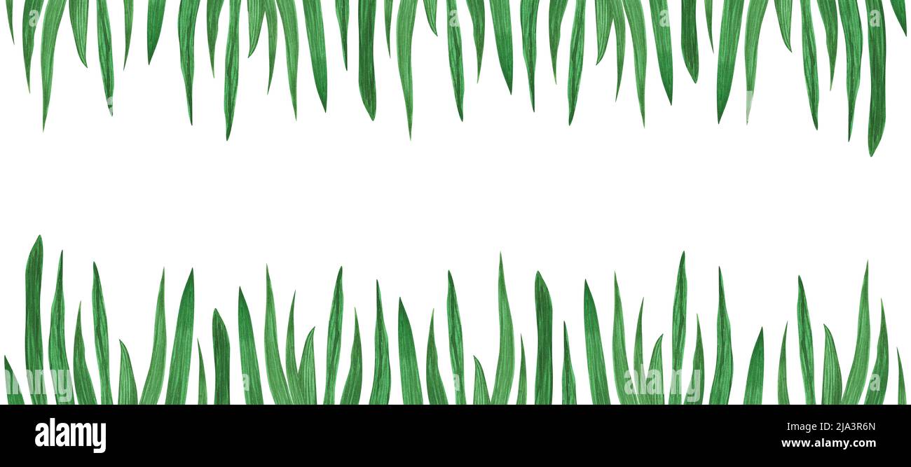 Frame Seaweed, algae, grass, leaves, spirulina, plant isolated on white ...