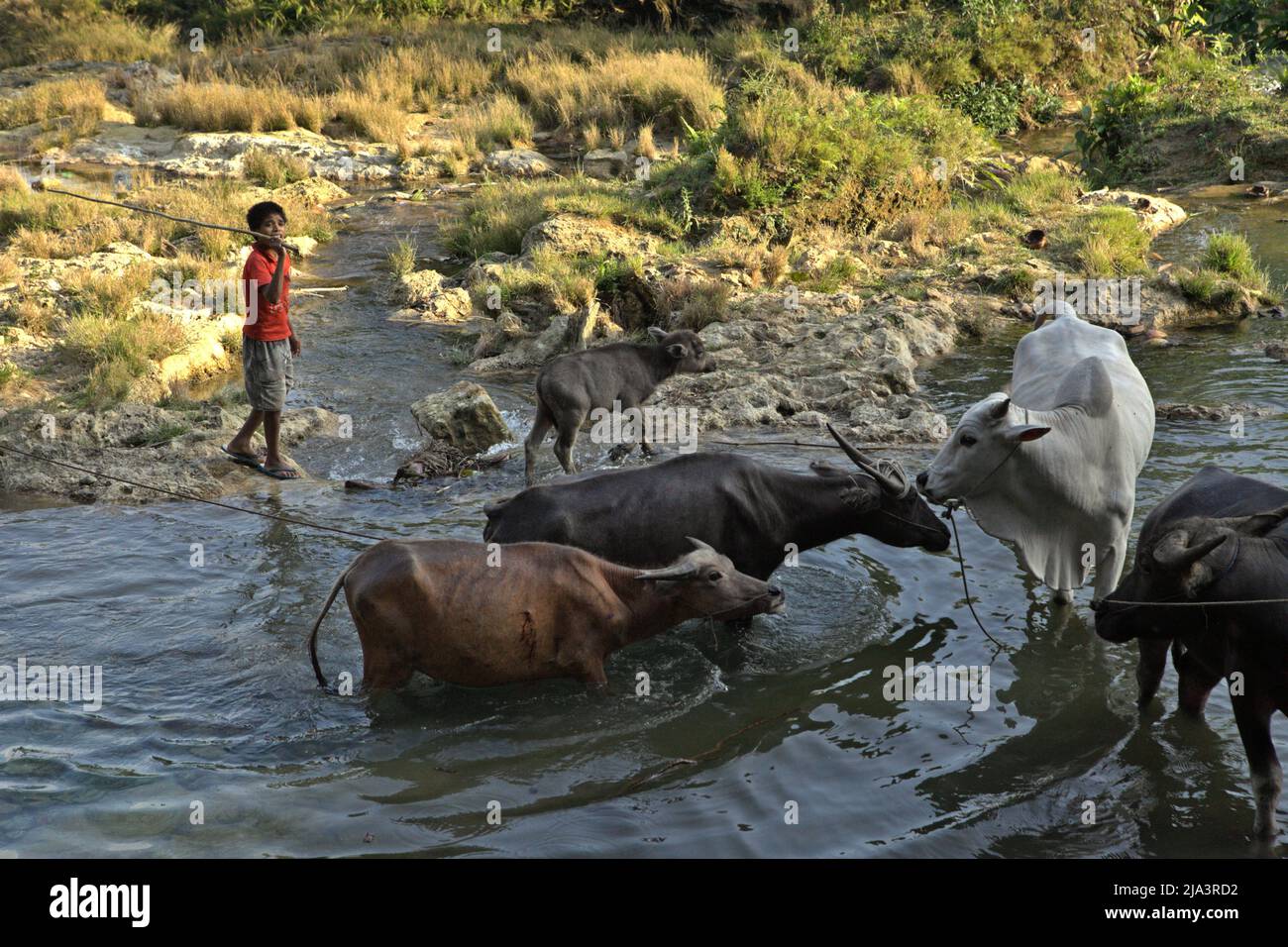 A child herding water buffalo on a stream near Waikelo Sawah, a rare ...