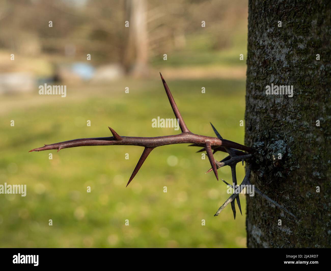 Large Honey Locust Thorns. Needles, thorns. Camel thorns Stock Photo ...