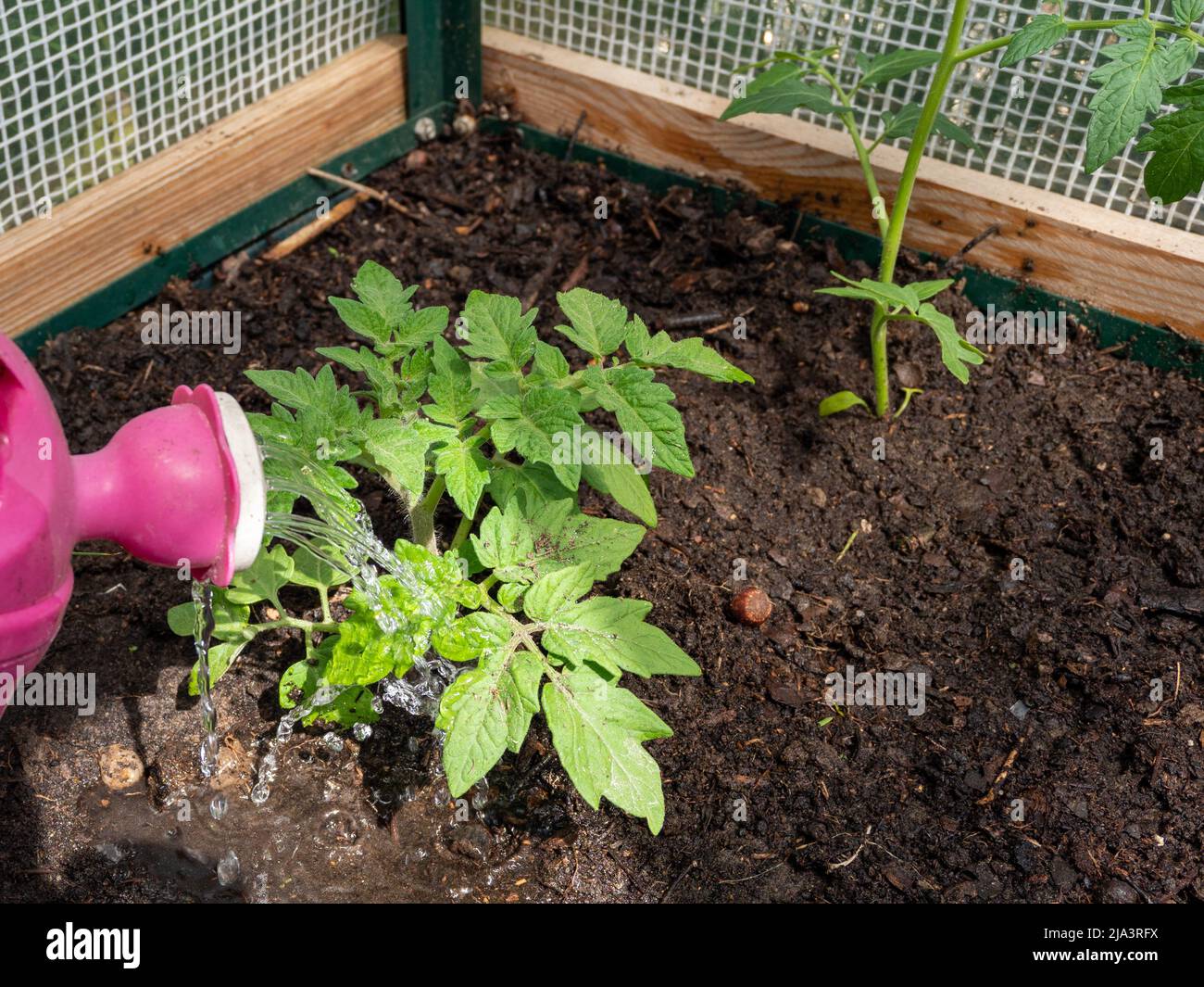 Watered tomato sapling in the greenhouse Stock Photo - Alamy