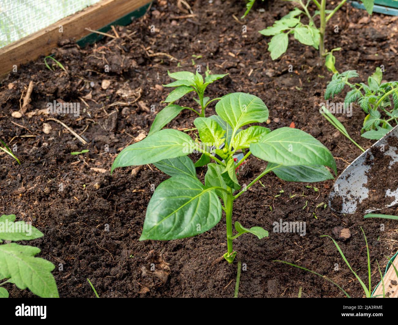 Red pepper seedling in a greenhouse Stock Photo - Alamy