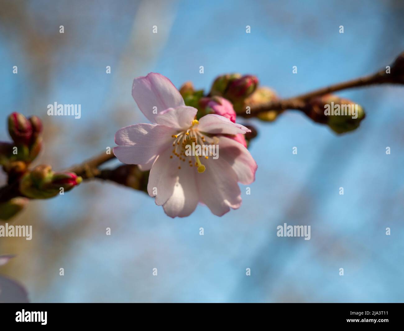 Swollen stem hi-res stock photography and images - Alamy