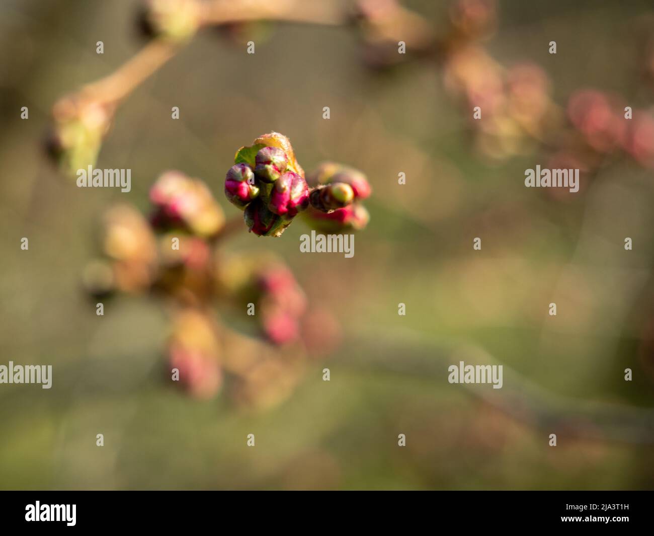 Swollen stem hi-res stock photography and images - Alamy