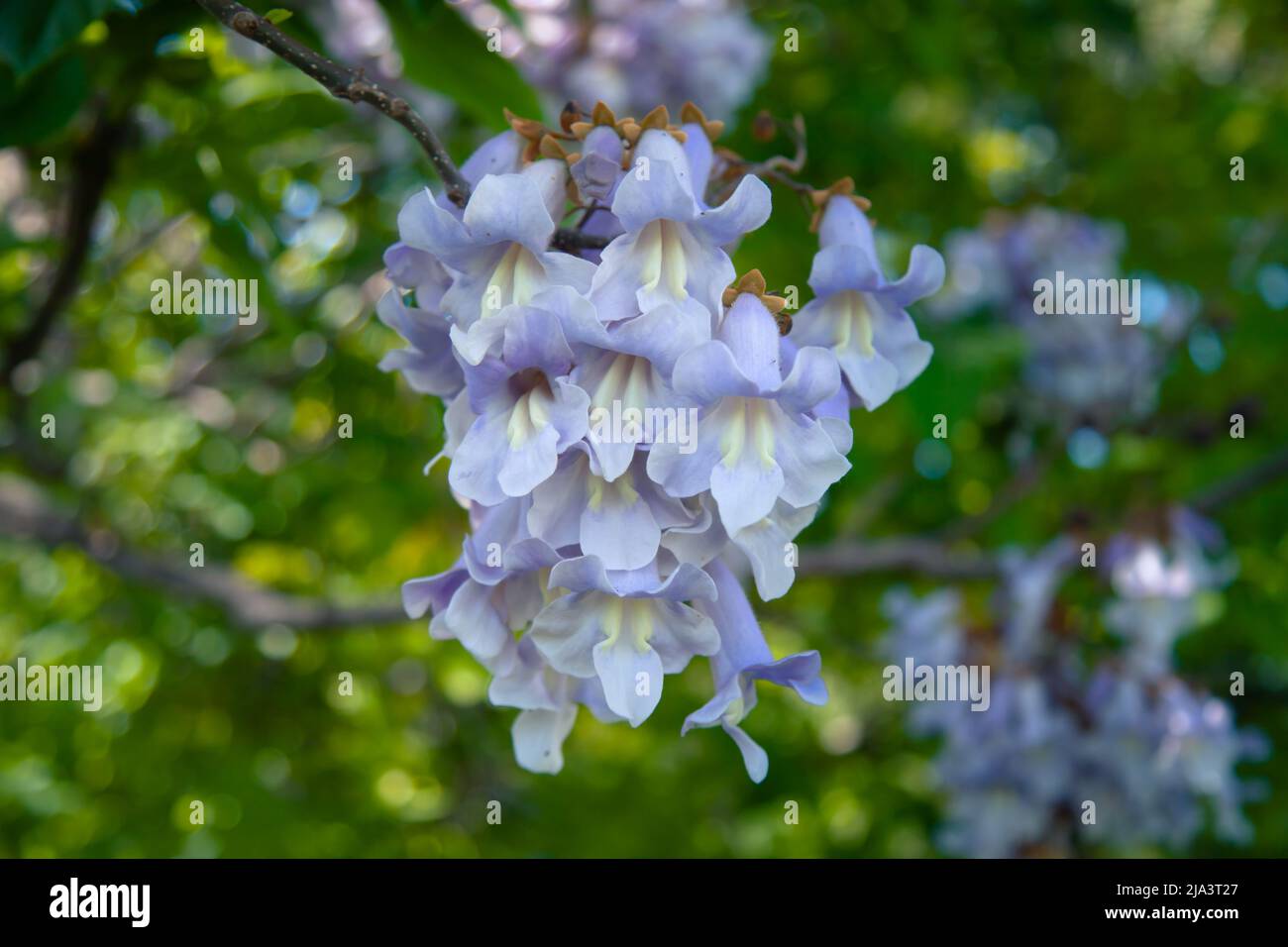Flowers of paulownia (Latin Paulowania), or Adam’s tree or the Tree of ...