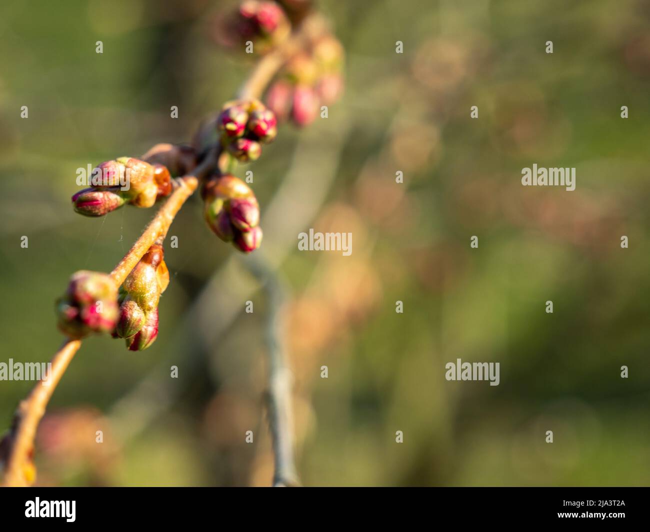 Swollen stem hi-res stock photography and images - Alamy
