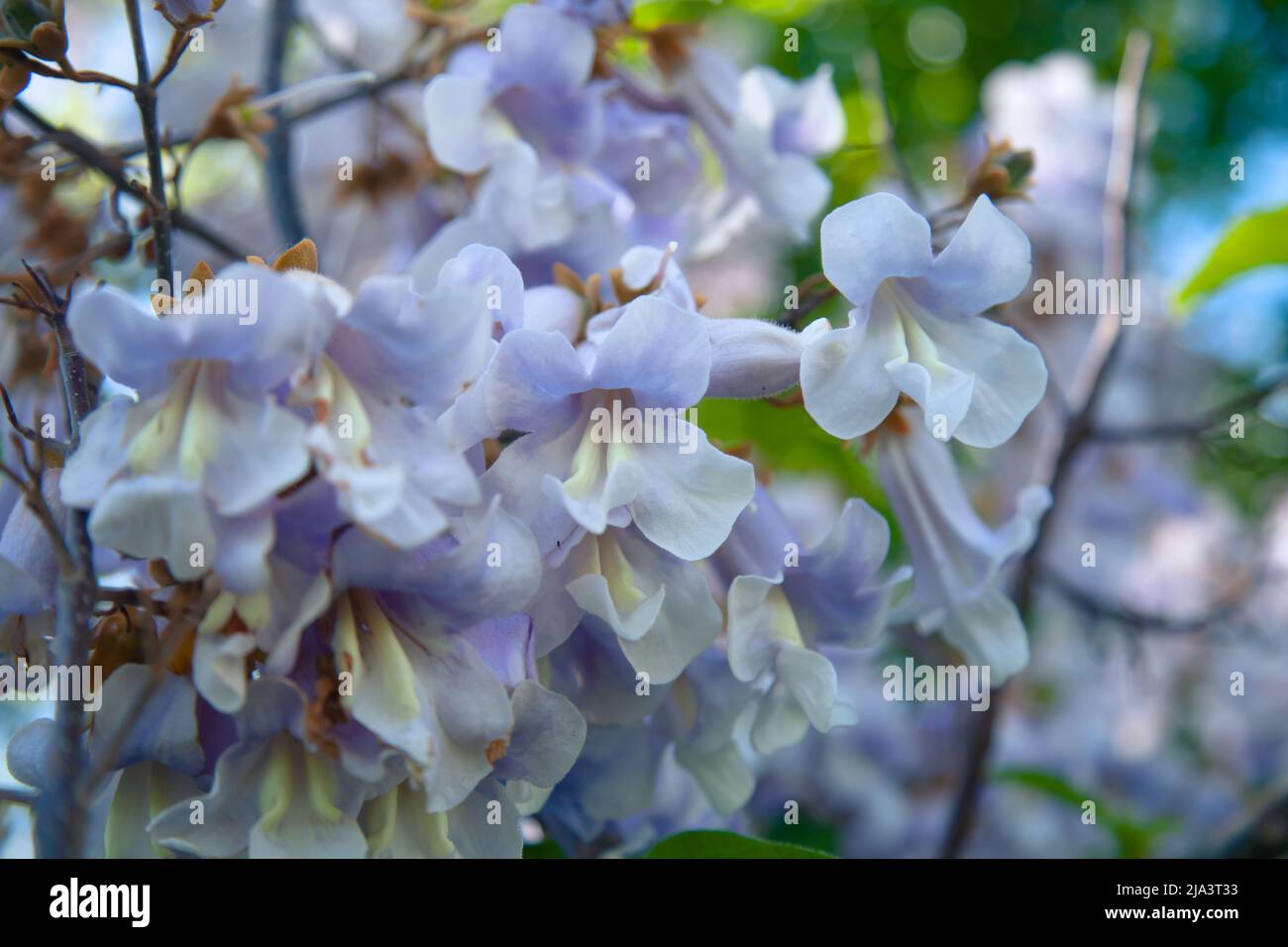 Flowers of paulownia (Latin Paulowania), or Adam’s tree or the Tree of ...