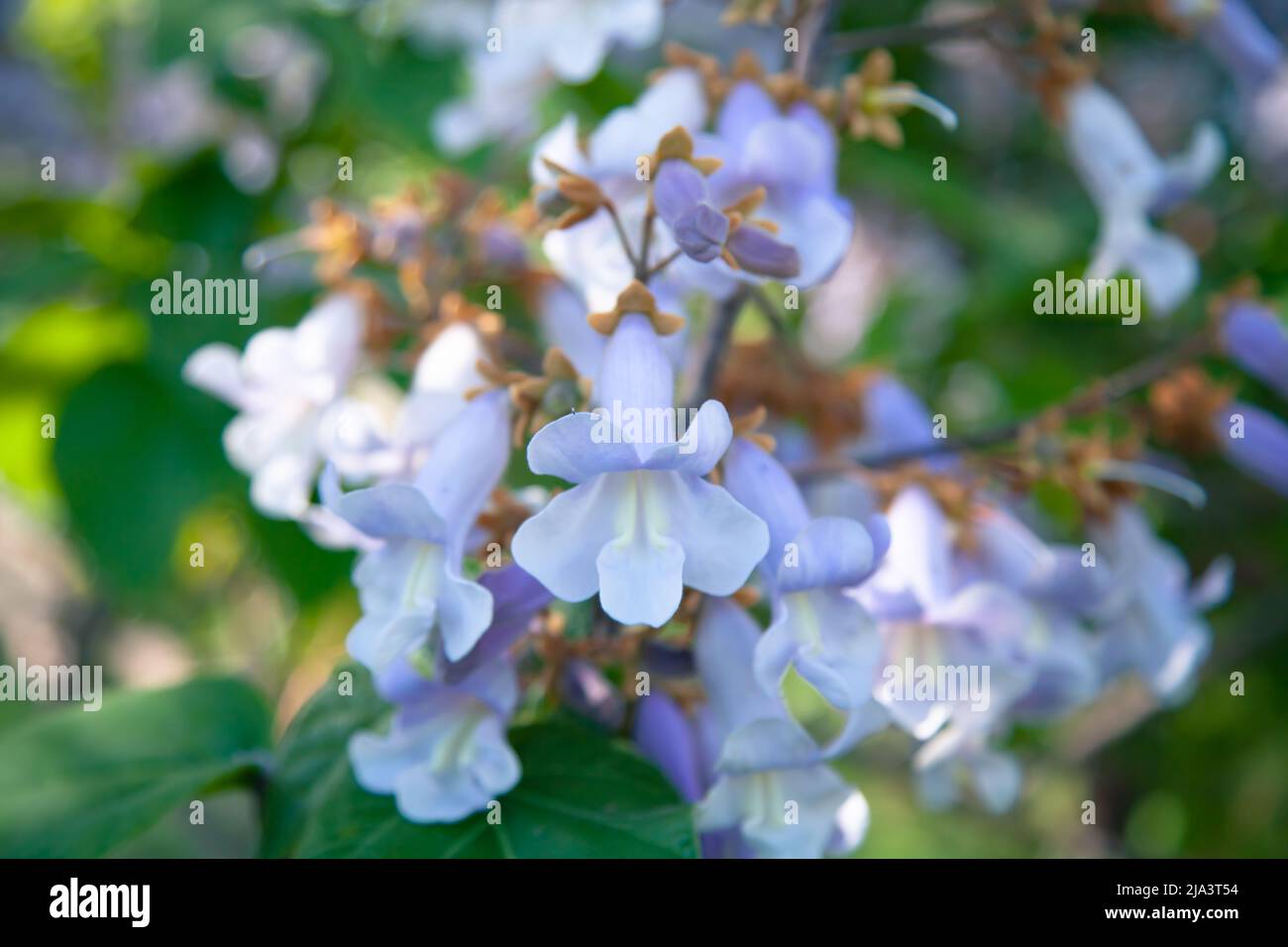 Flowers of paulownia (Latin Paulowania), or Adam’s tree or the Tree of ...