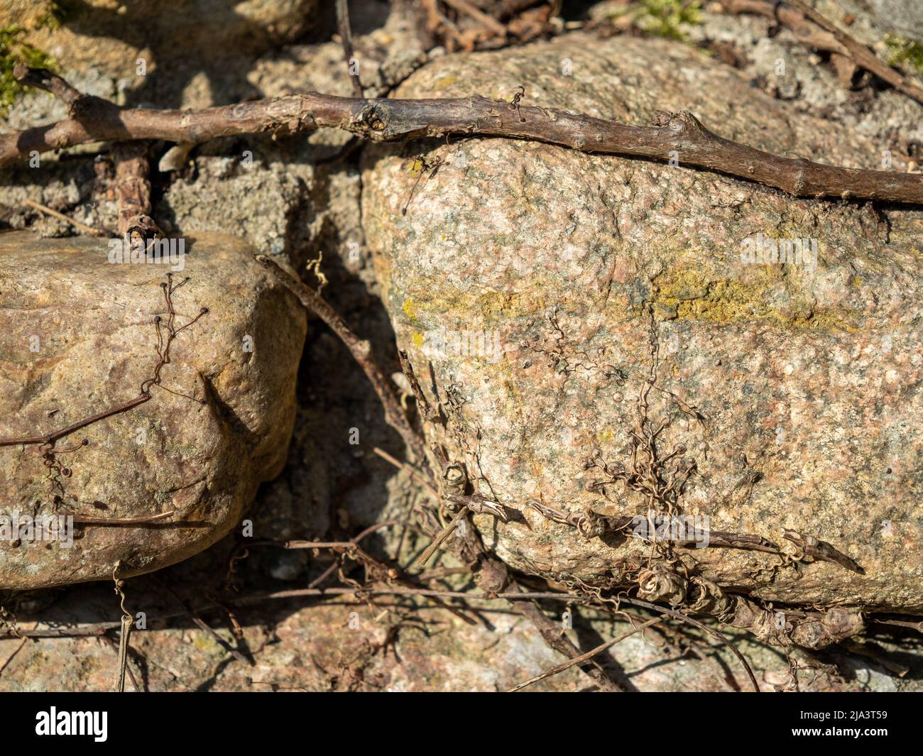Stone loach hi-res stock photography and images - Alamy