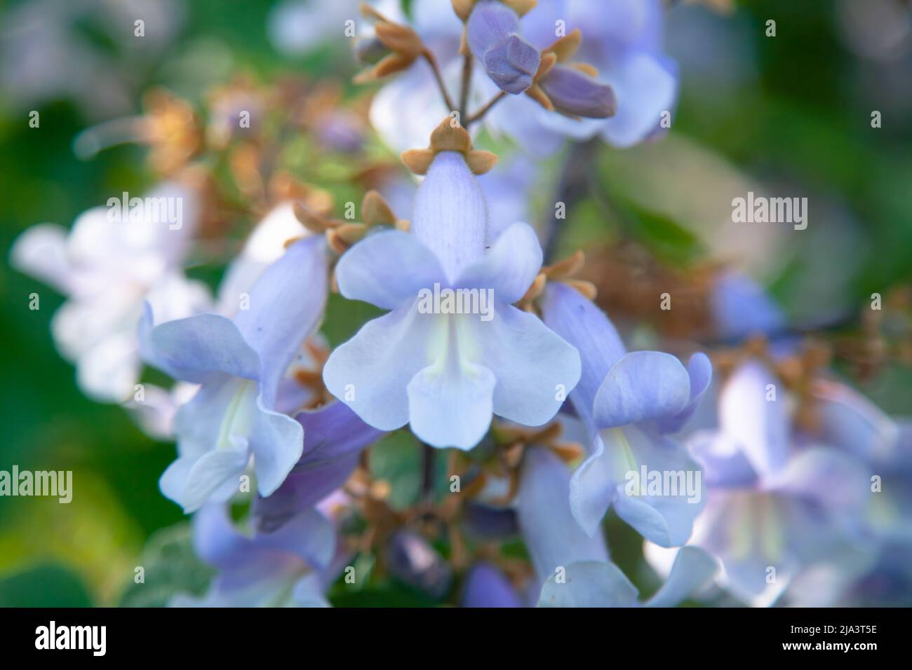 Flowers of paulownia (Latin Paulowania), or Adam’s tree or the Tree of ...